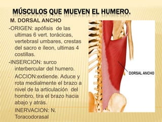 Musculos que mueven el humero | PPTX