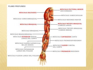 Musculos que mueven el humero | PPTX