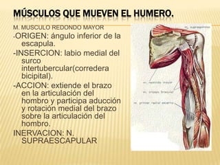 Musculos que mueven el humero | PPTX