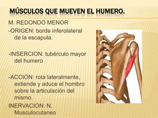 Musculos que mueven el humero | PPTX
