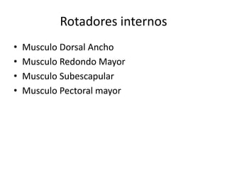 Musculos rotadores | PPTX