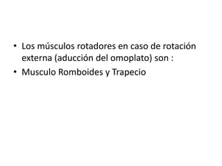 Musculos rotadores | PPTX