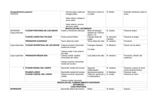 MUSCULOS DEL CUERPO HUMANO origen - inserción - inervacion | PDF