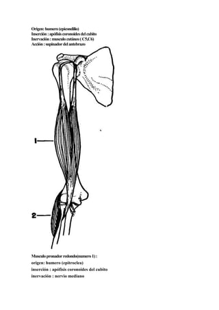 Musculos superiores del brazo y la mano | DOCX