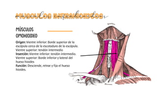 MÚSCULOS SUPRAHIOIDEOS E INFRAHIOIDEOS | PDF