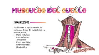 MÚSCULOS SUPRAHIOIDEOS E INFRAHIOIDEOS | PDF