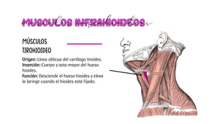 MÚSCULOS SUPRAHIOIDEOS E INFRAHIOIDEOS | PDF