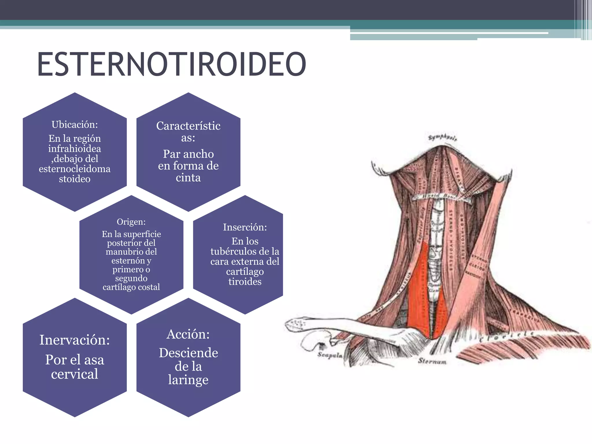 Musculos suprahioideos e infrahioideos | PPT