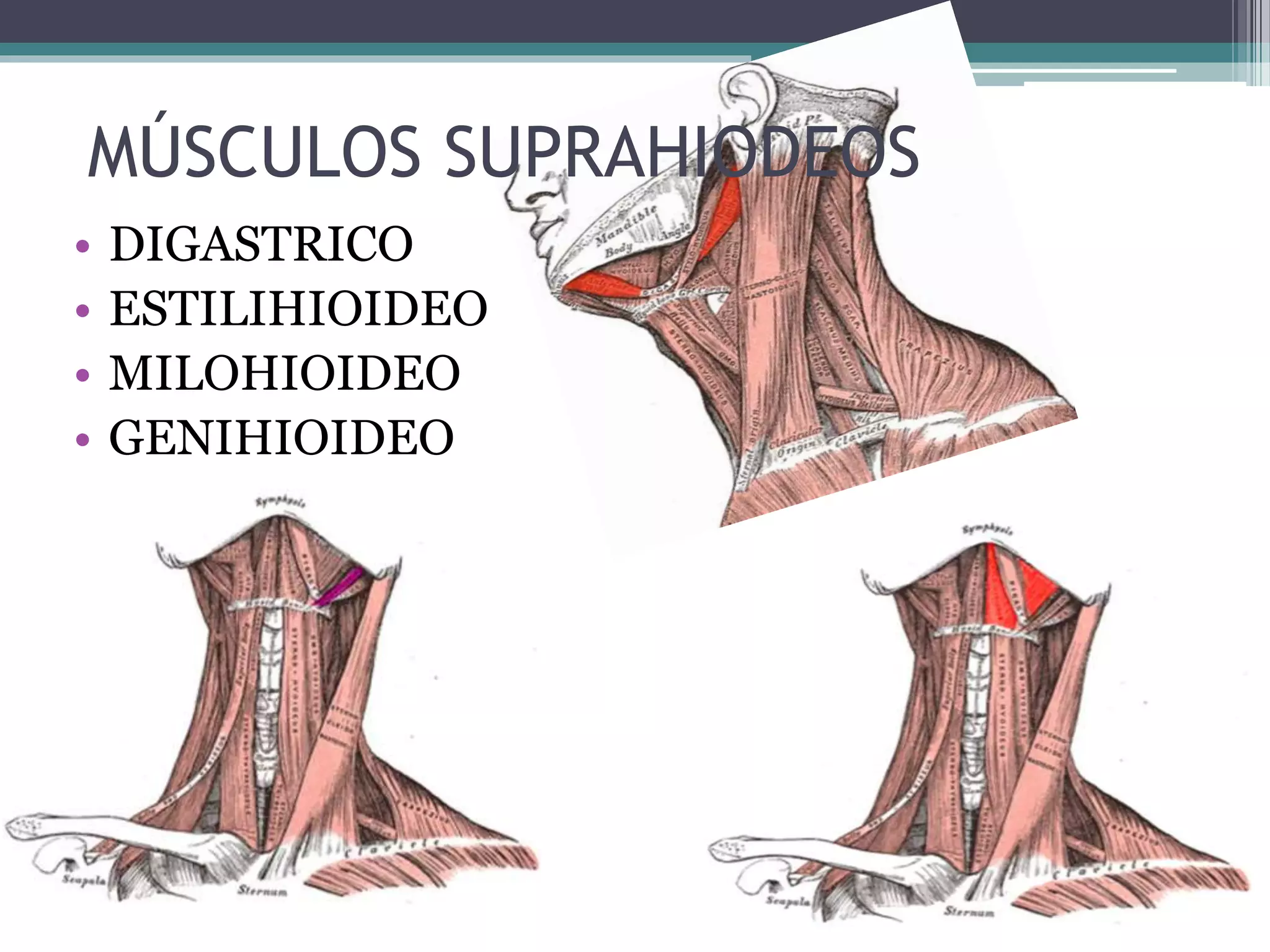 Musculos suprahioideos e infrahioideos | PPT
