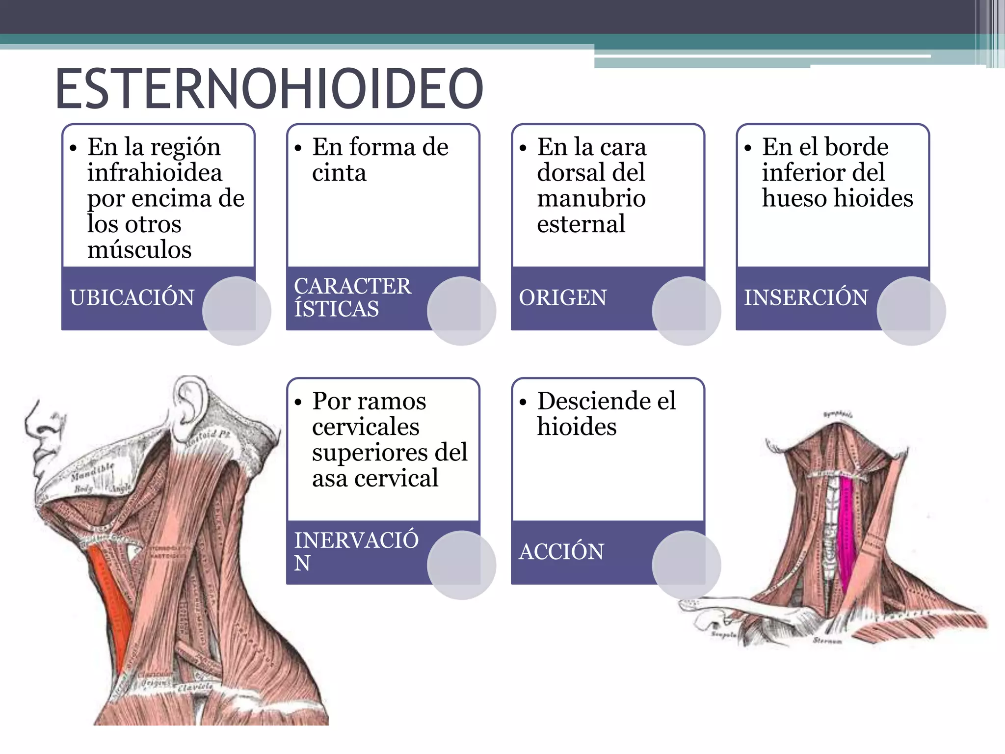 Musculos suprahioideos e infrahioideos | PPTX
