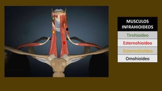 Musculos suprahioideos e infrahioideos | PPTX