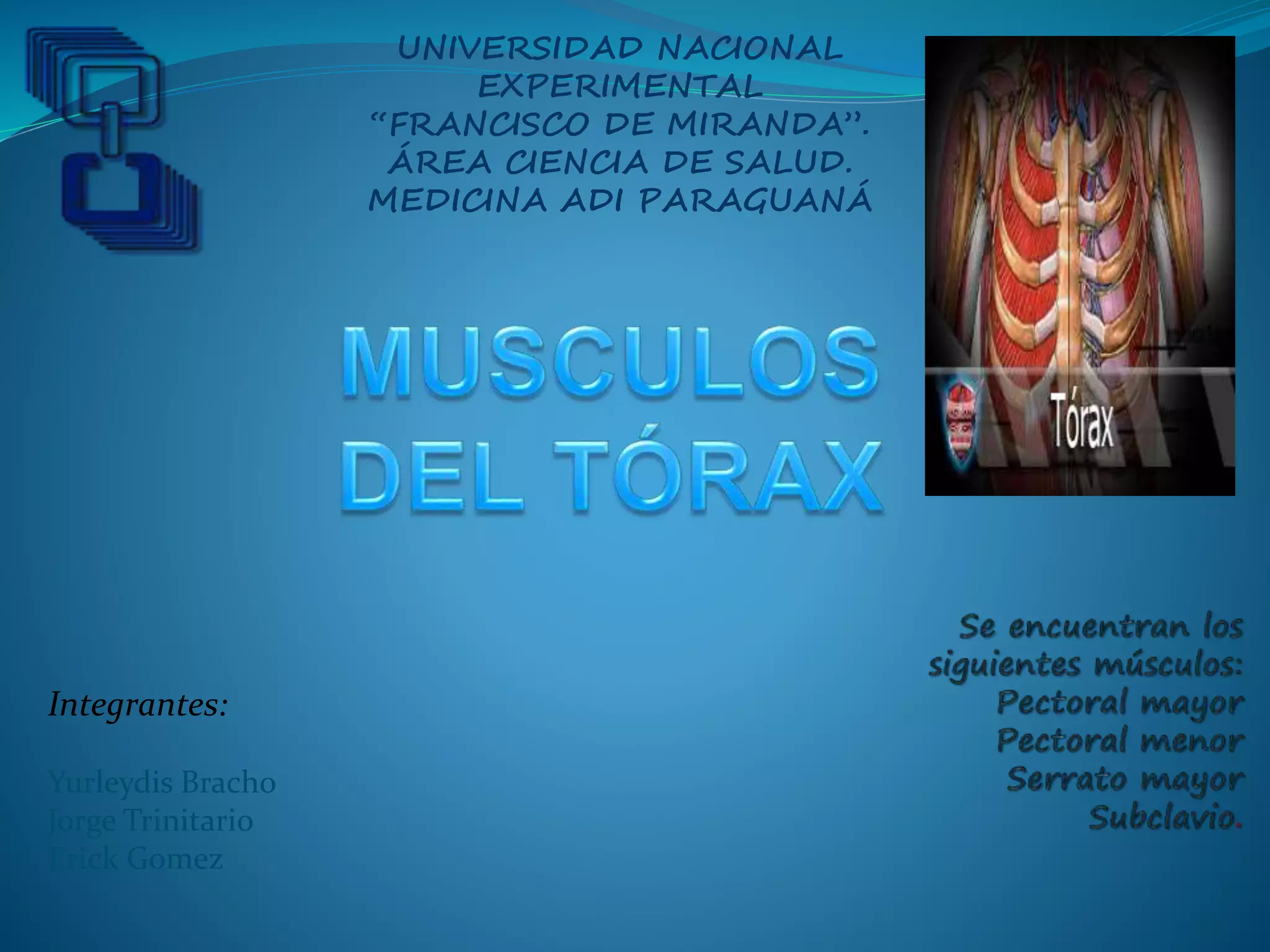 Musculos toracicos (1) | PPTX | Lung and Respiratory Health | Diseases ...