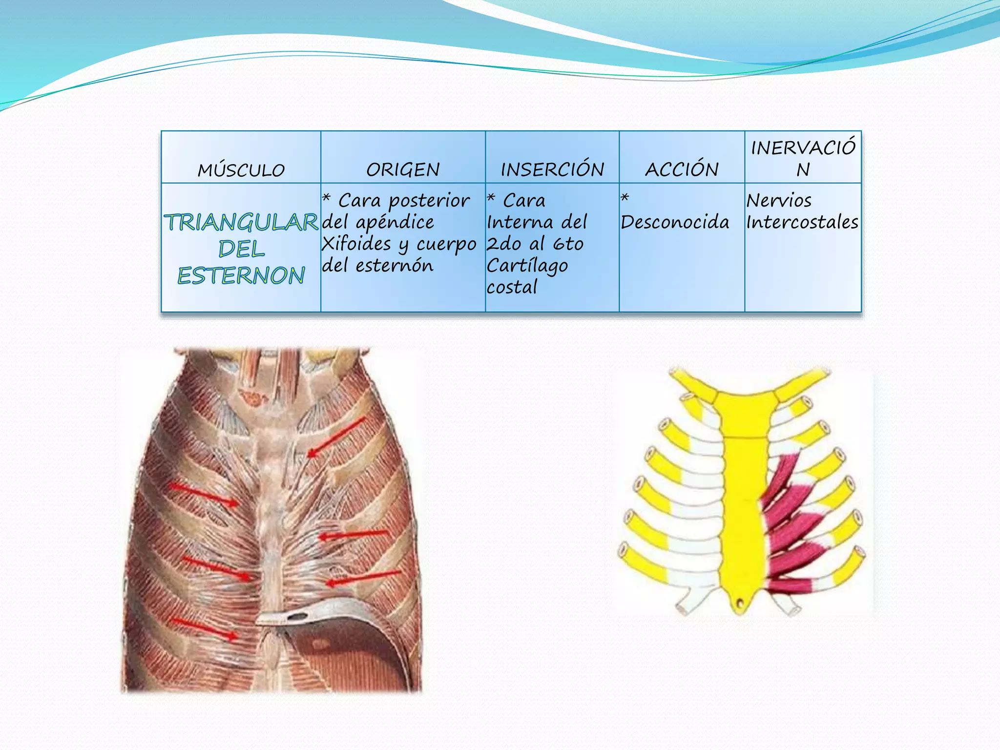 Musculos toracicos (1) | PPTX | Lung and Respiratory Health | Diseases ...