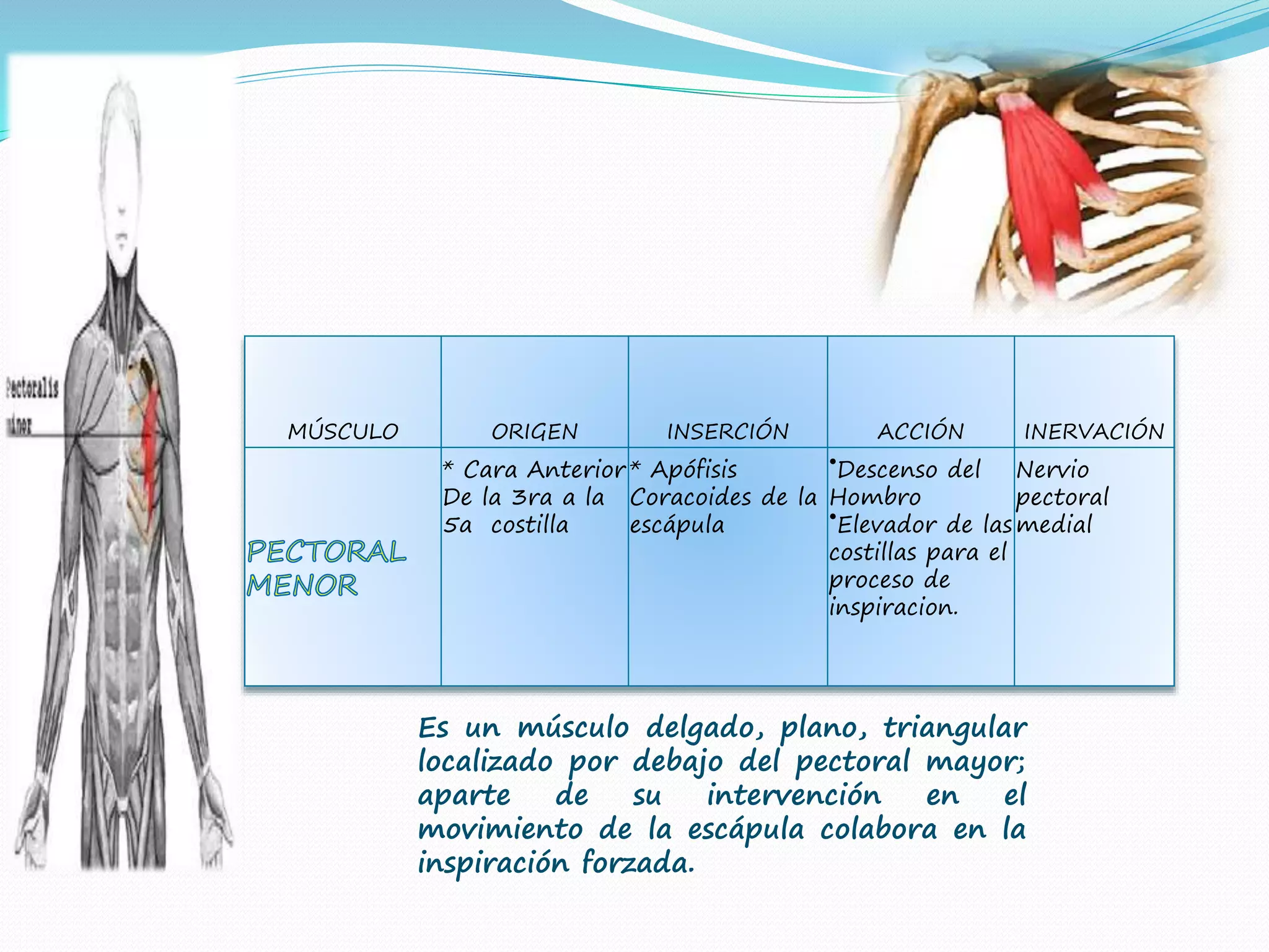 Musculos toracicos (1) | PPTX | Lung and Respiratory Health | Diseases ...