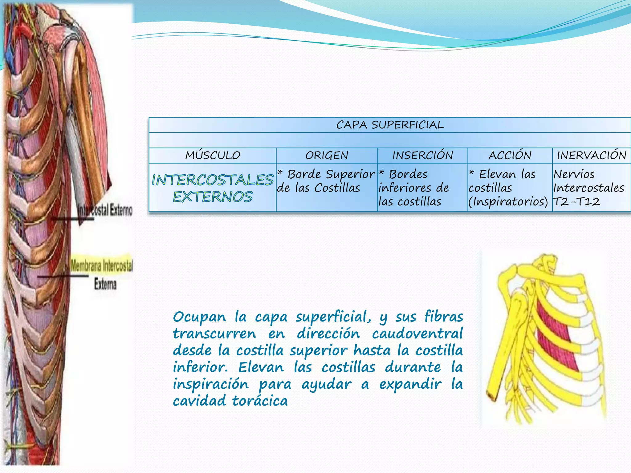 Musculos toracicos (1) | PPTX | Lung and Respiratory Health | Diseases ...