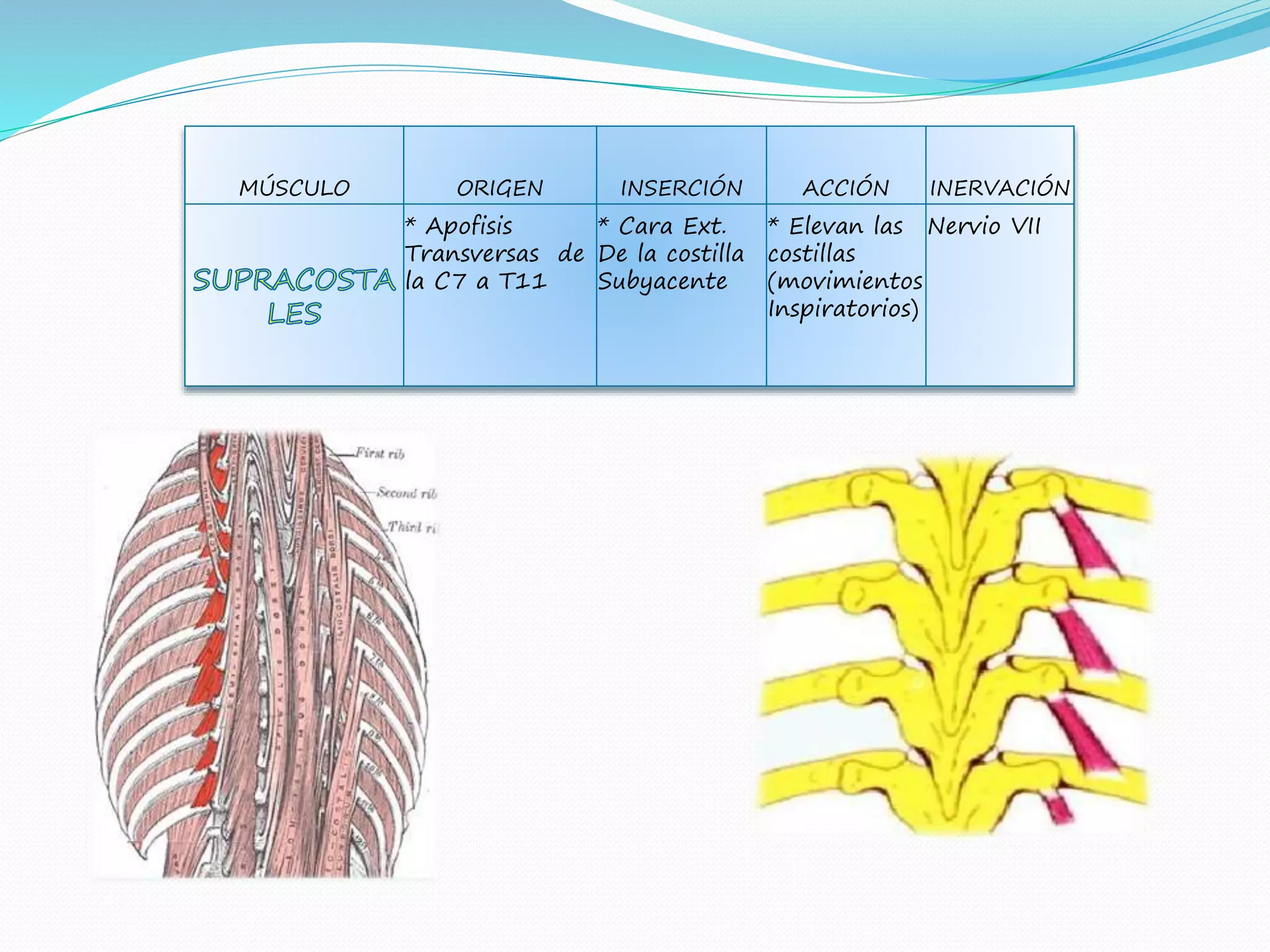 Musculos toracicos (1) | PPTX | Lung and Respiratory Health | Diseases ...