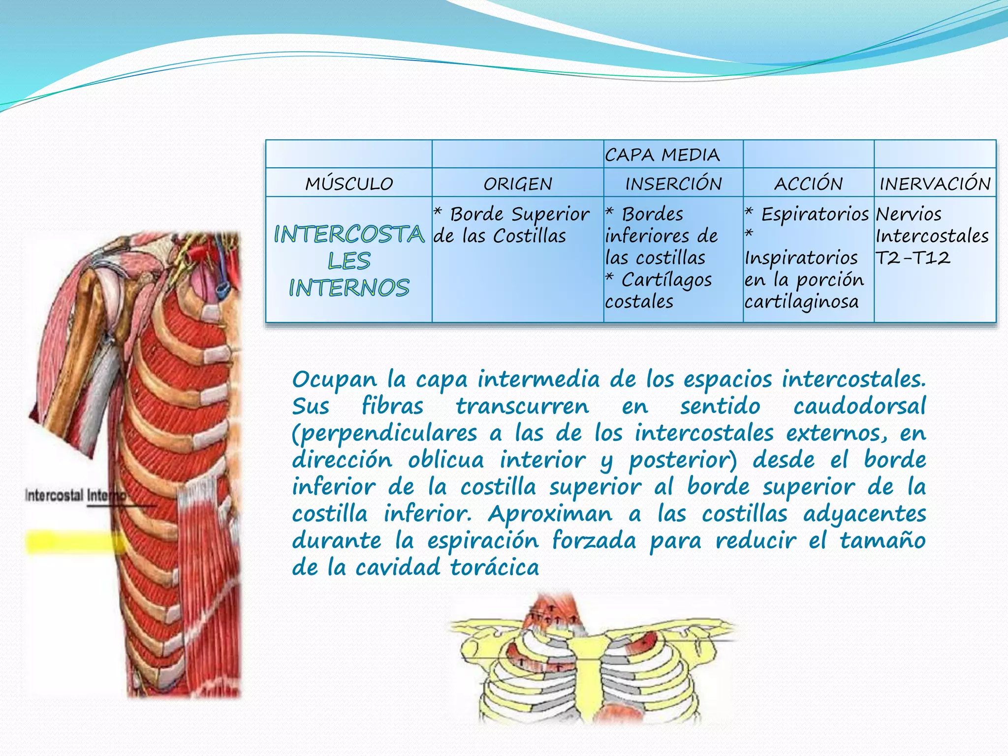 Musculos toracicos (1) | PPTX | Lung and Respiratory Health | Diseases ...