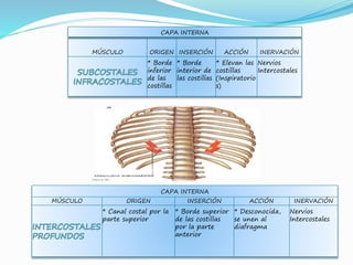 Musculos toracicos (1) | PPTX