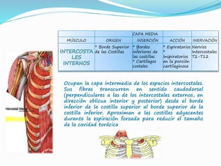 Musculos toracicos (1) | PPTX