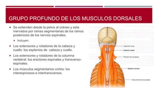 Musculos troncoposterior | PPTX