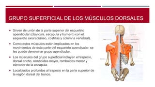 Musculos troncoposterior | PPTX
