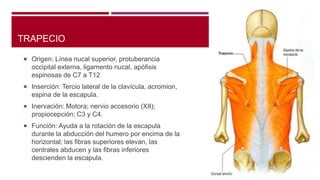 Musculos troncoposterior | PPTX