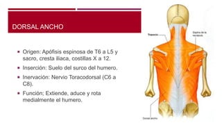 Musculos troncoposterior | PPTX