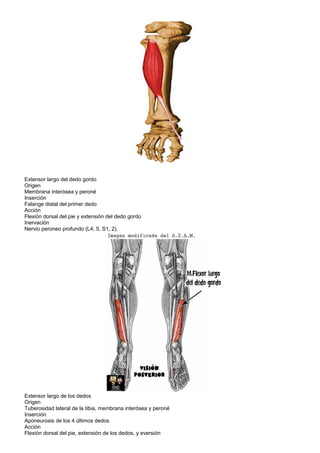 Musculos y venas miembros inferiores | DOC
