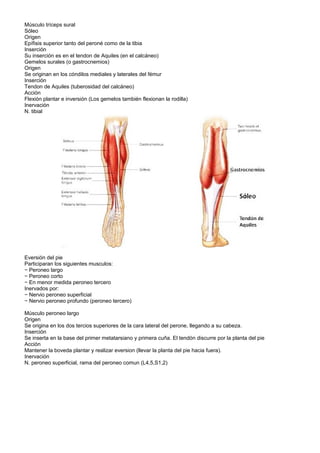 Musculos y venas miembros inferiores | DOC