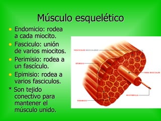 Musculo Y Neuromusc Histo 07 | PPT