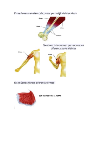 Musculs teoric | PDF