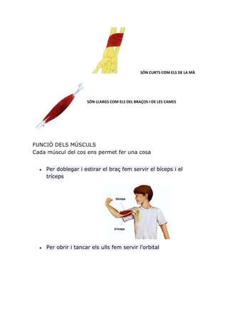 Musculs teoric | PDF