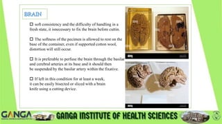 MUSEUM TECHNIQUES PREPARATION AND STORAGE-1.pptx