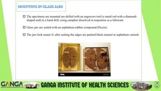 MUSEUM TECHNIQUES PREPARATION AND STORAGE-1.pptx