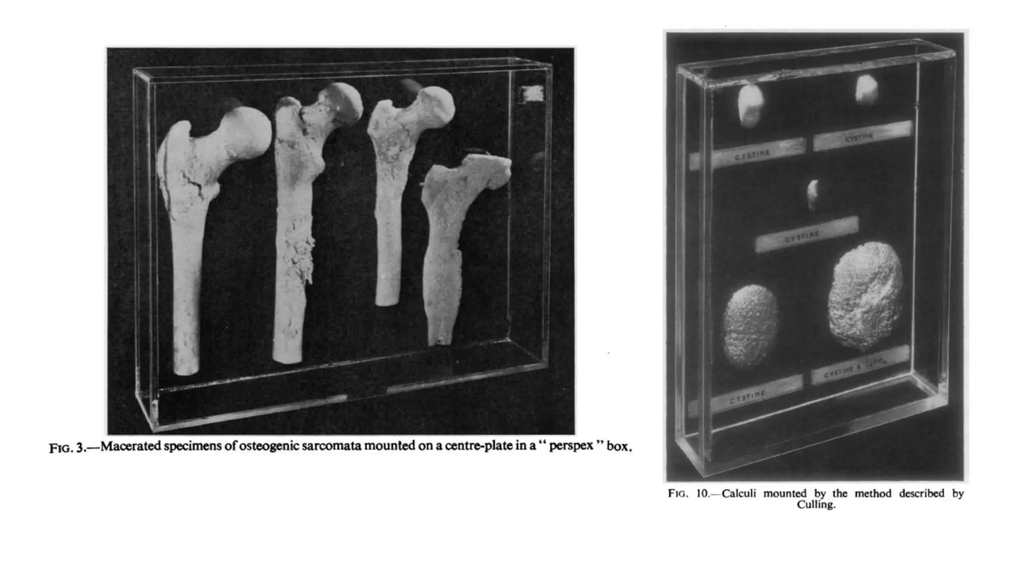 museum techniques in pathology.pptx