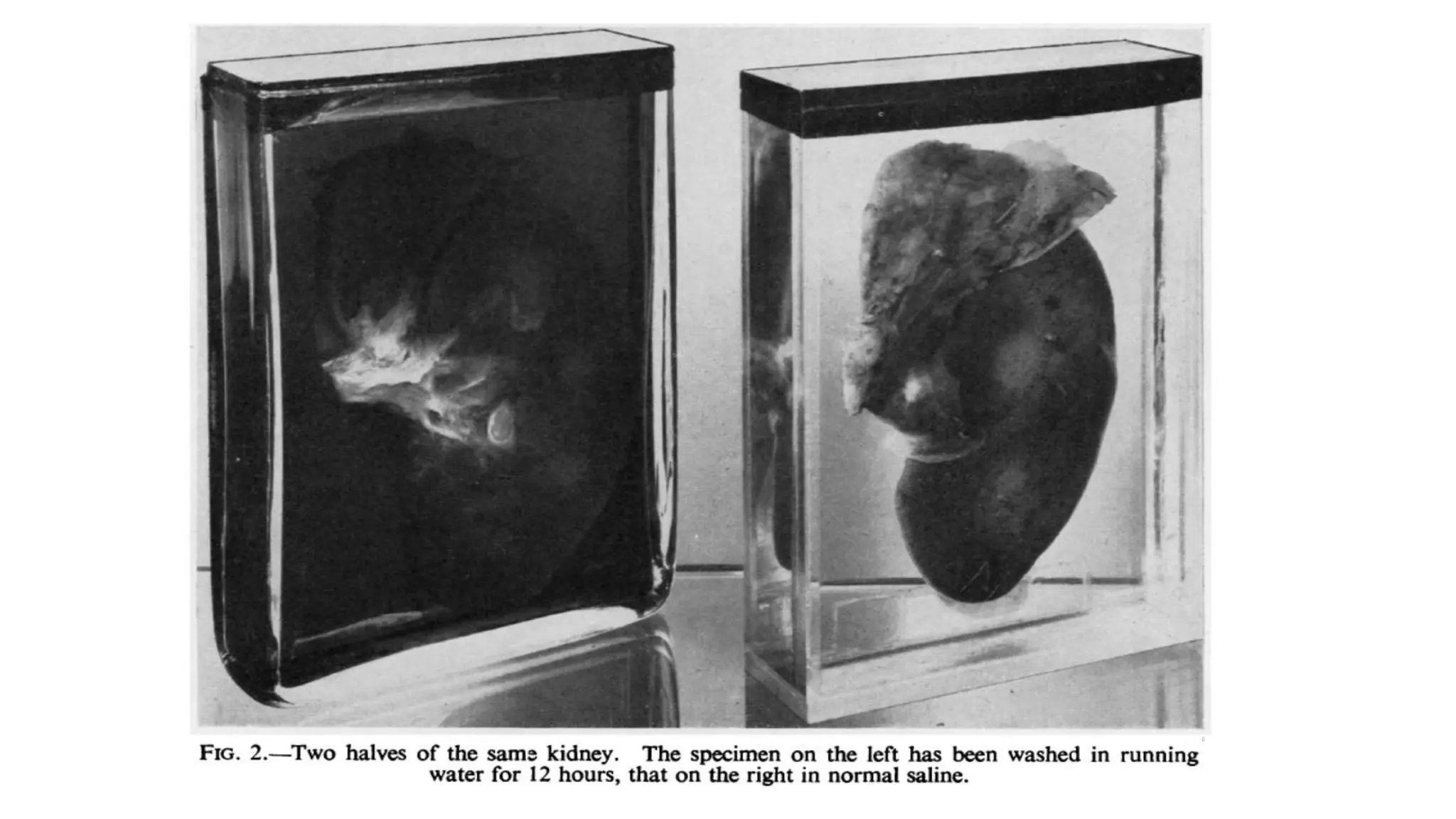 museum techniques in pathology.pptx