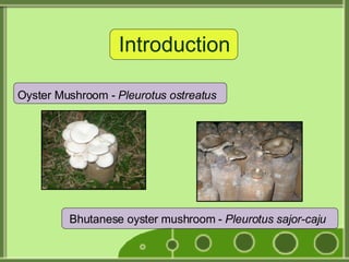 mushroom | PPT