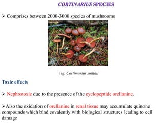 Mushroom | PPTX | Digestive Disorders | Diseases and Conditions