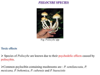 Mushroom | PPTX