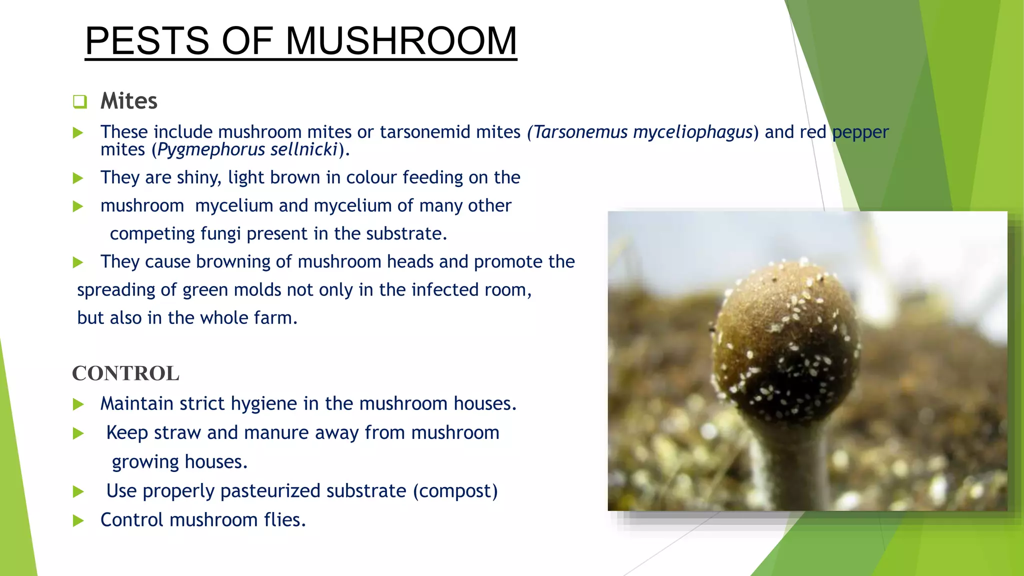 Mushroom | PPTX