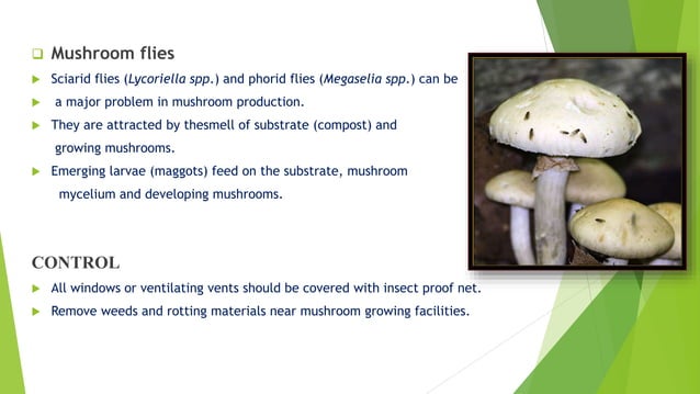 Mushroom | PPTX