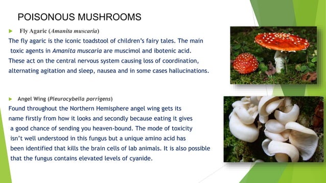 Mushroom | PPT