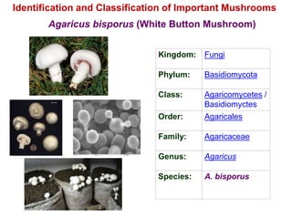 mushroom.pptx