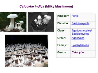 mushroom.pptx