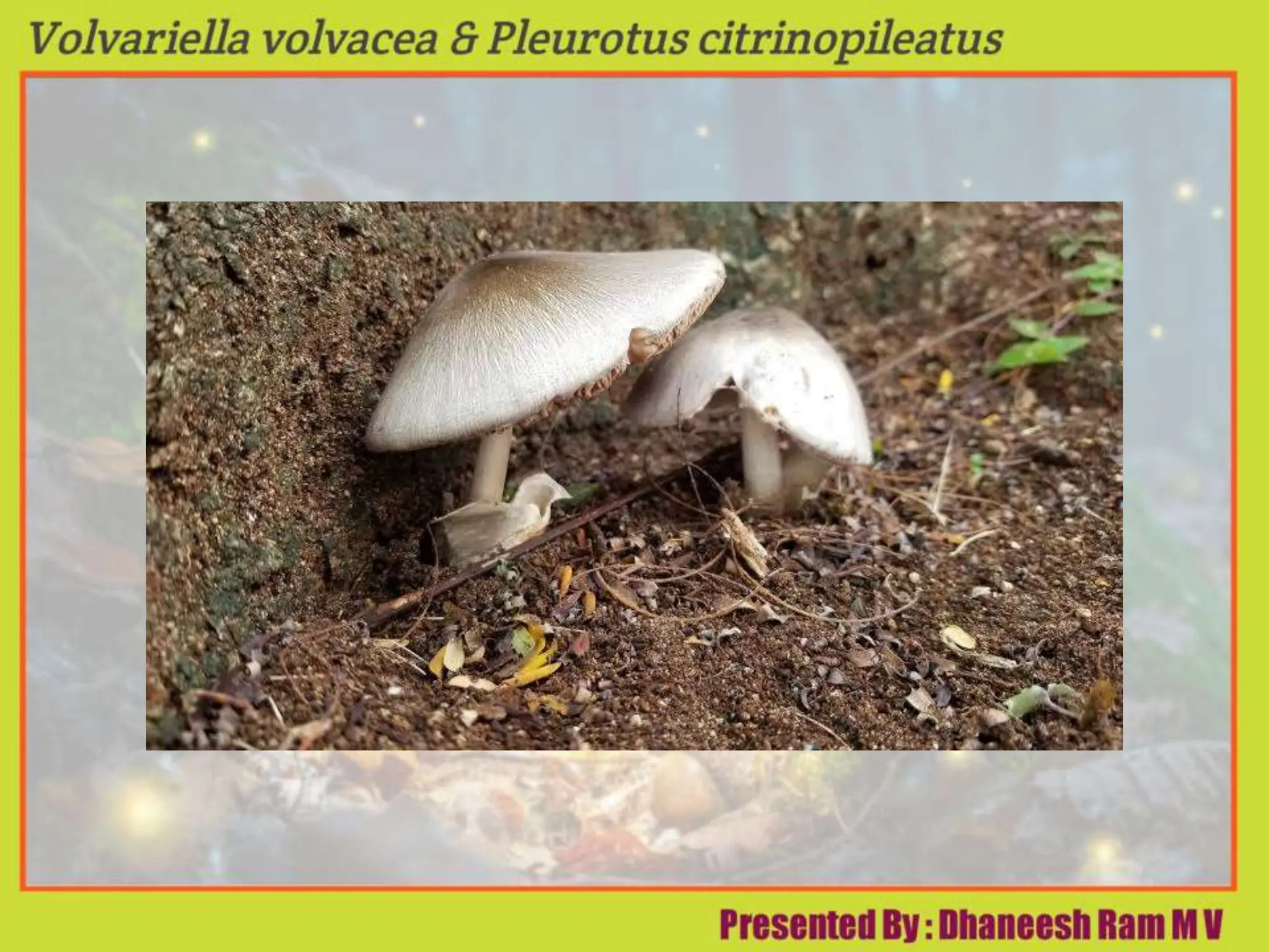 Volvariella volvacea & Pleurotus citrinopileatus - Cultivation & Uses ...