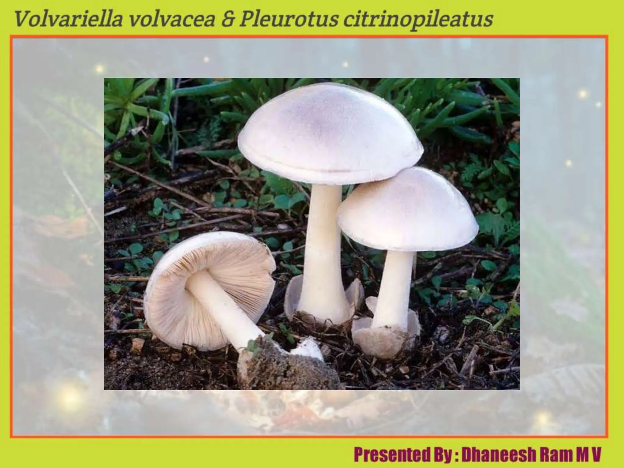 Volvariella volvacea & Pleurotus citrinopileatus - Cultivation & Uses ...