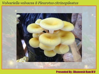 Volvariella volvacea & Pleurotus citrinopileatus - Cultivation & Uses ...