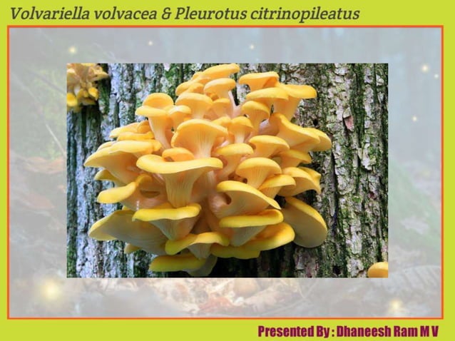 Volvariella volvacea & Pleurotus citrinopileatus - Cultivation & Uses ...