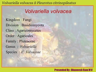 Volvariella volvacea & Pleurotus citrinopileatus - Cultivation & Uses ...