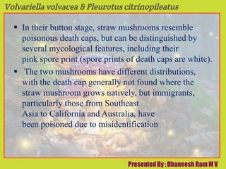 Volvariella volvacea & Pleurotus citrinopileatus - Cultivation & Uses ...